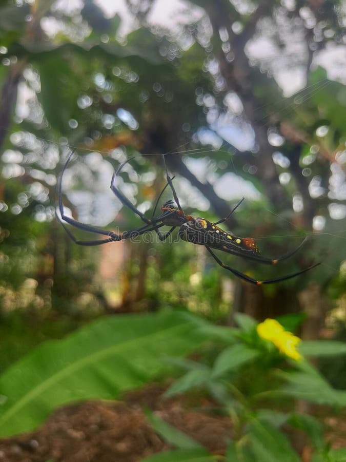 One Big Spider Crawling on Its Web Stock Image - Image of grass, jungle ...
