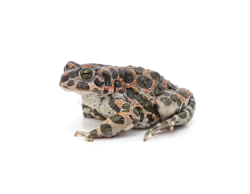 Spotted Frog Costa Rica stock image. Image of sitting - 17596723