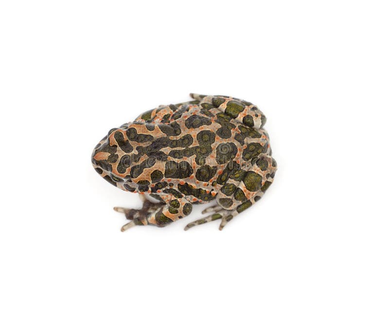 One big spotted frog stock photo. Image of wildlife - 277042254
