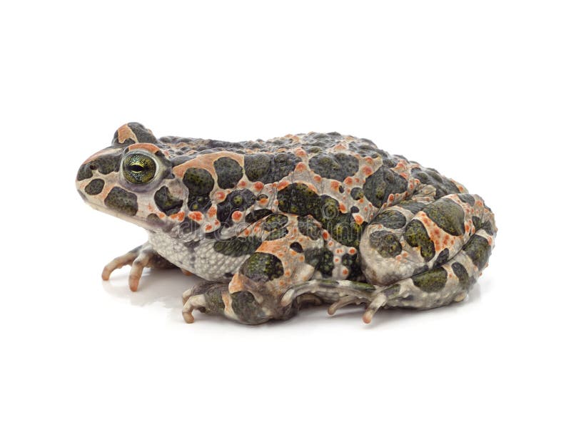 One big spotted frog stock photo. Image of wildlife - 277042254