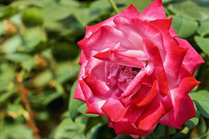 One Big Spotted Rose Closeup Stock Image - Image of outdoor, green ...