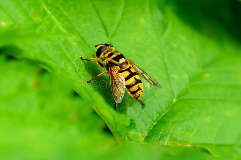 A Large Striped Fly Sits on a Green Leaf Stock Image - Image of ...