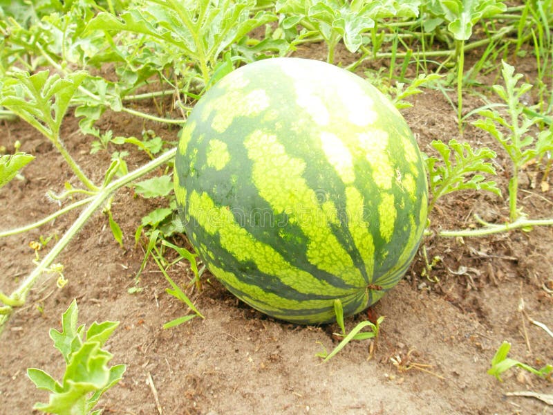 One big striped watermelon stock photo. Image of healthy - 26281560