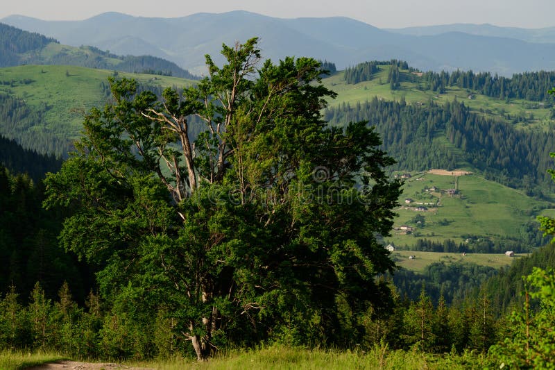 One Big Tree on the Background of Mountains Stock Image - Image of ...