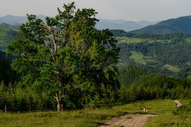 One Big Tree on the Background of Mountains Stock Photo - Image of ...
