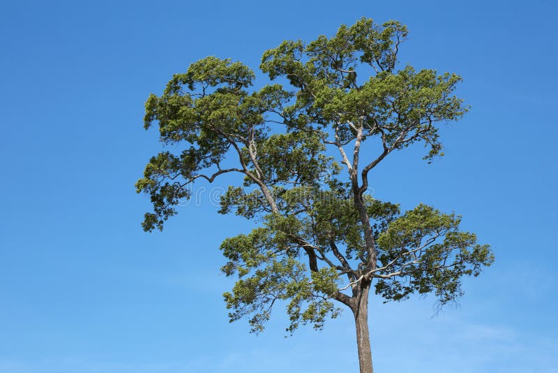 One big tree stock photo. Image of freedom, landscape - 39724826