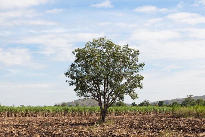 One Big Tree in the Cane Fields. Stock Image - Image of cane, land ...