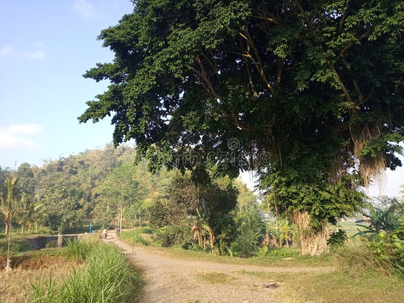 One Big Tree Grows on the Side of the Road Stock Photo - Image of ...