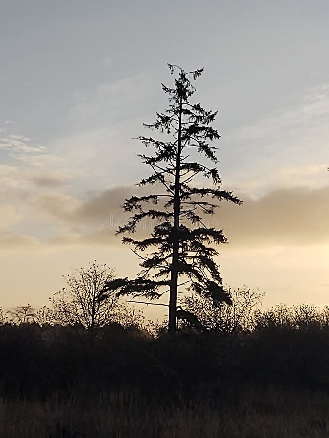 One Big Tree stock image. Image of winter, branch, grays - 202455491