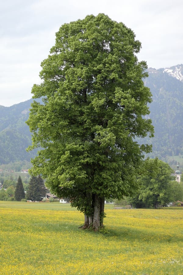 One big tree at spring stock photo. Image of tree, extract - 121500870