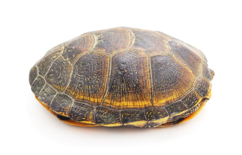 One big turtle stock photo. Image of safety, tortoise - 310991908