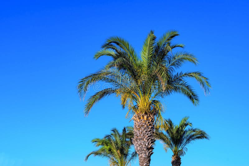 Three fluffy palm trees stock photo. Image of color - 100531886