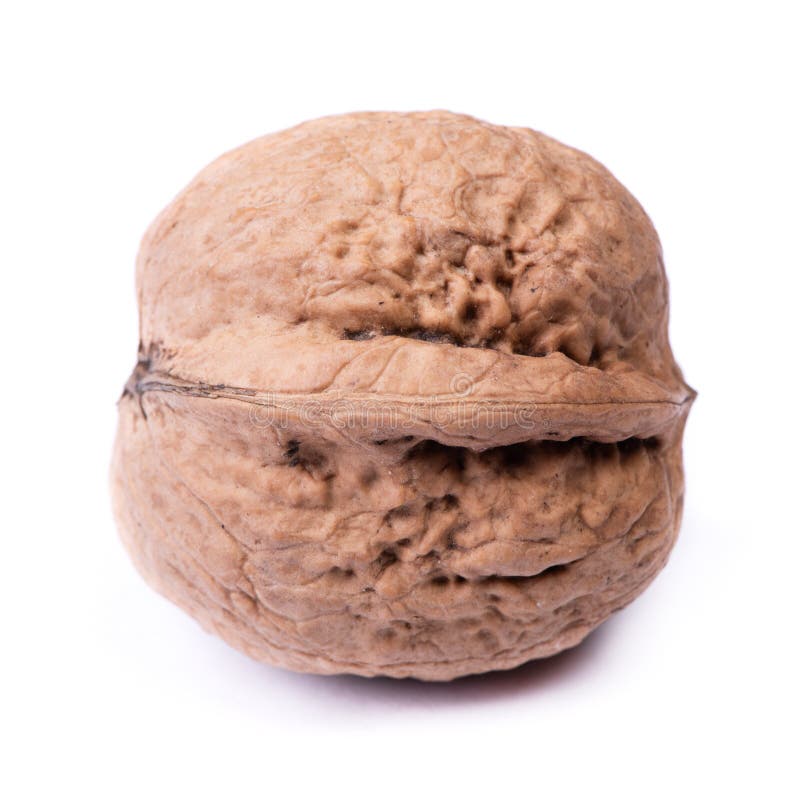 One big walnut stock image. Image of isolated, aliment - 184187825