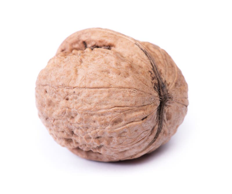 One big walnut stock photo. Image of nutshell, nutrition - 187261660