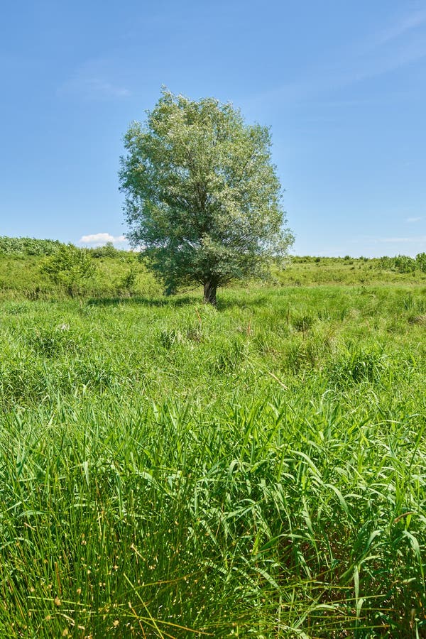 Big Willow Tree on a Meadow Stock Image - Image of spring, nature: 94637071