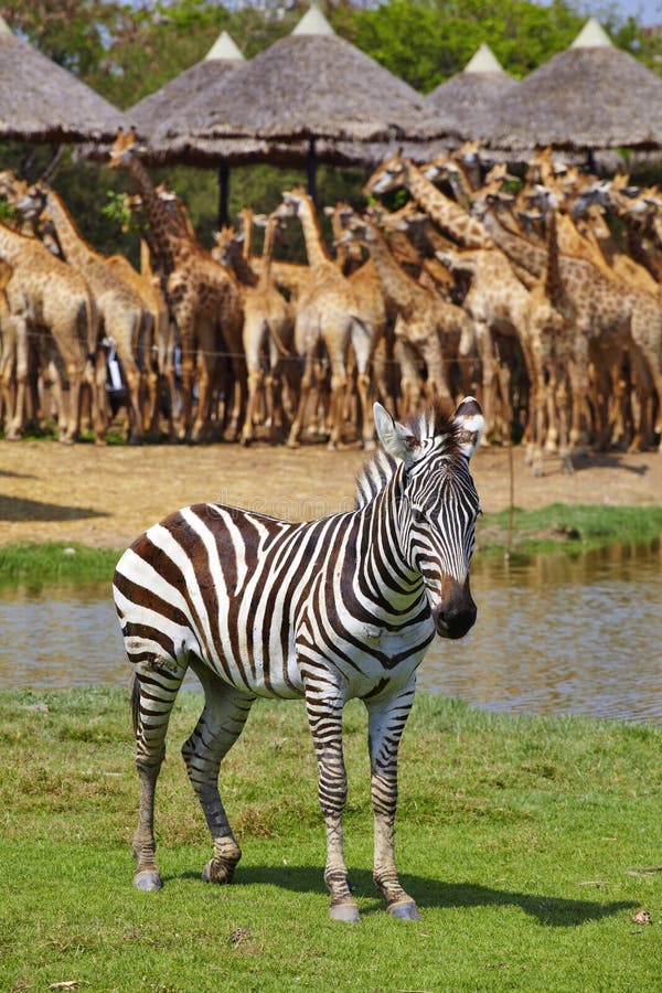 One big zebra stock image. Image of habitat, ground, morning - 41217179