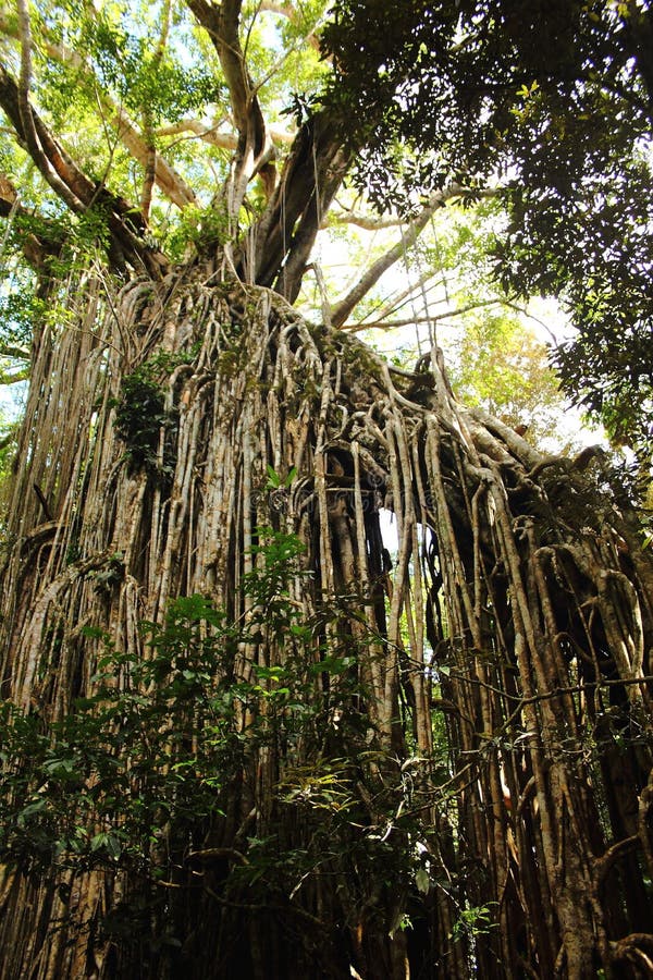 Giant Fig Tree in Australia Stock Photo - Image of pretty, tree: 156793662