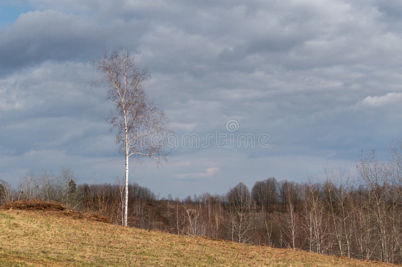 One birch tree on hillside stock photo. Image of countryside - 328231538