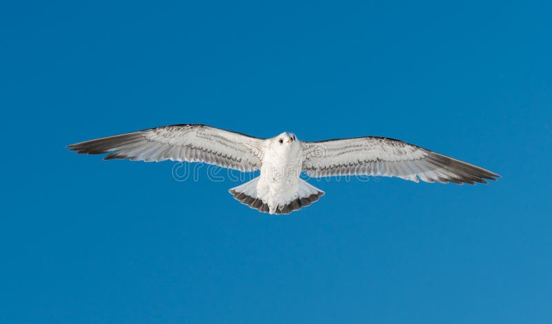 One bird flies on sky stock photo. Image of flight, animal - 44969630