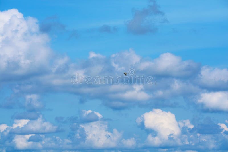 One Bird Flying on Clear Blue Sky Heap White Cloud on Ocean Stock Photo ...