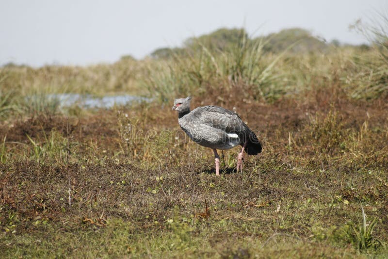 One bird stock photo. Image of green, jungle, desert - 73368796