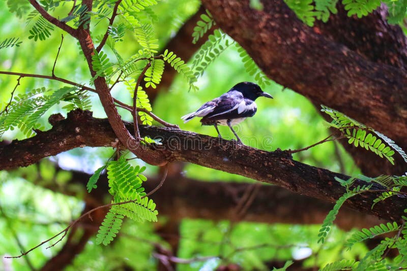 One Bird Perched on a Tree Branch in the Morning in a Beautiful Natural ...
