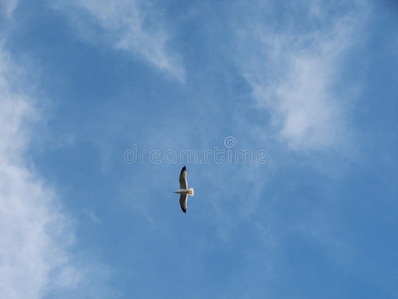 Bird X-ray. Pigeon X-ray, Animal Veterinary Radiography Stock Photo ...