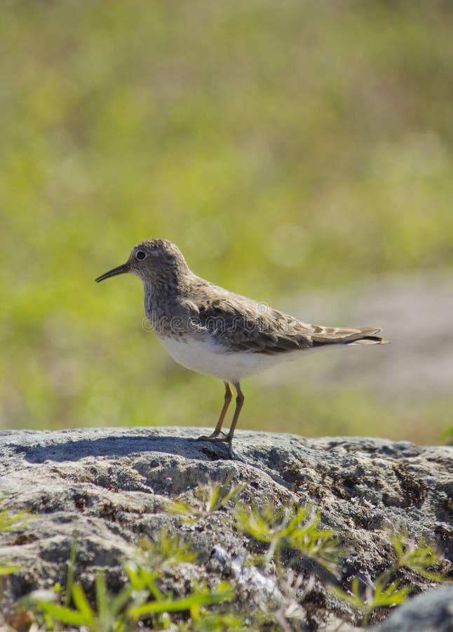 One bird on the rock stock photo. Image of park, europe - 145114072