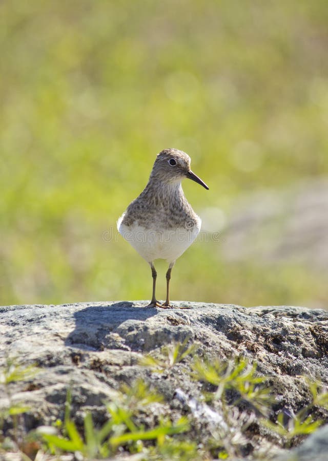 One bird on the rock stock photo. Image of nest, game - 145114226