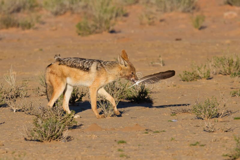 One Black Backed Jackal Play with Large Feather in Dry Desert Ha Stock ...