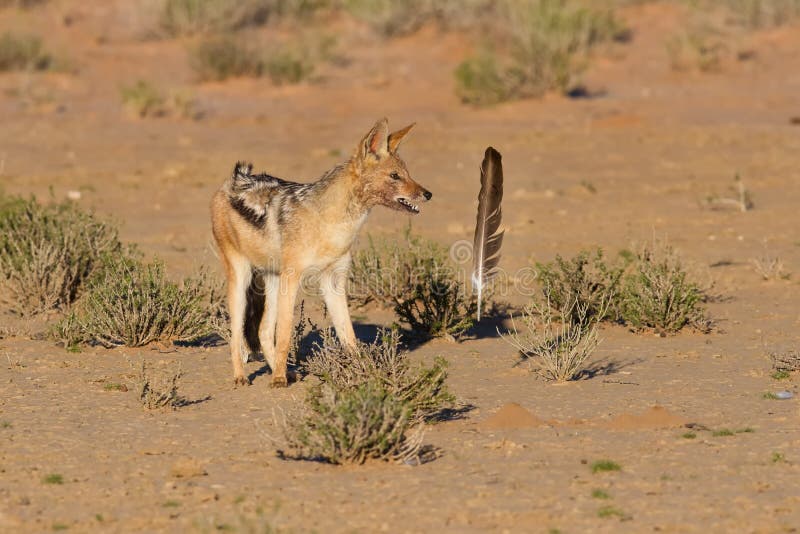 One Black Backed Jackal Play with Large Feather in Dry Desert Ha Stock ...