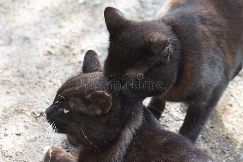 One Black Cat Bites Another Cat by the Neck Stock Image - Image of ...