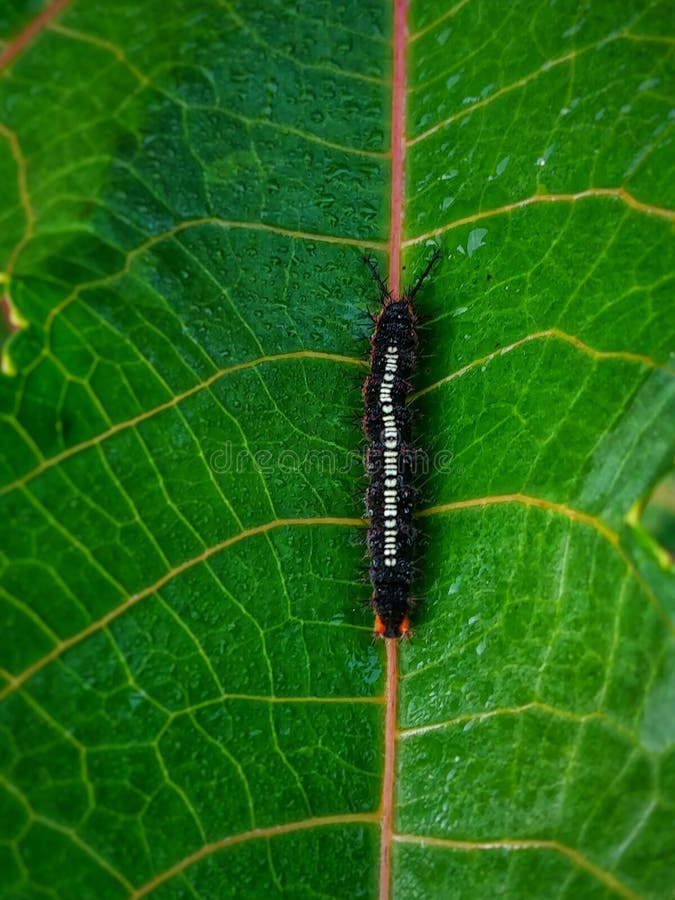 One Black Caterpillars are Active on a Green Leaf. Stock Photo - Image ...