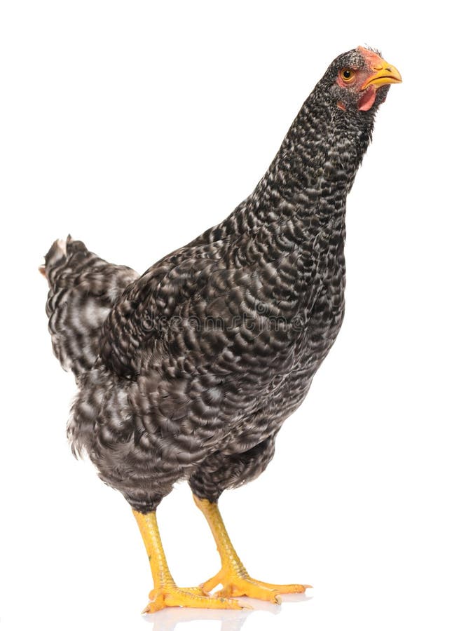 One Black Chicken Isolated on White Background, Studio Shoot Stock ...