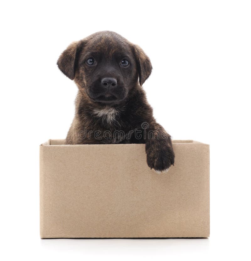 One black dog in the box. stock photo. Image of nice - 115954038
