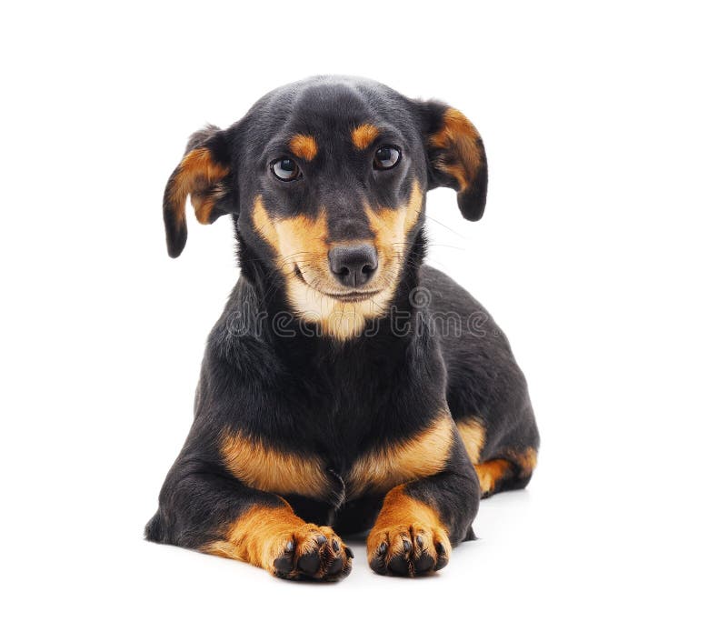 One black dog stock image. Image of background, clever - 141017313