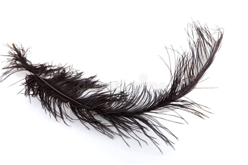 One black feather stock image. Image of feather, plumage - 17520533