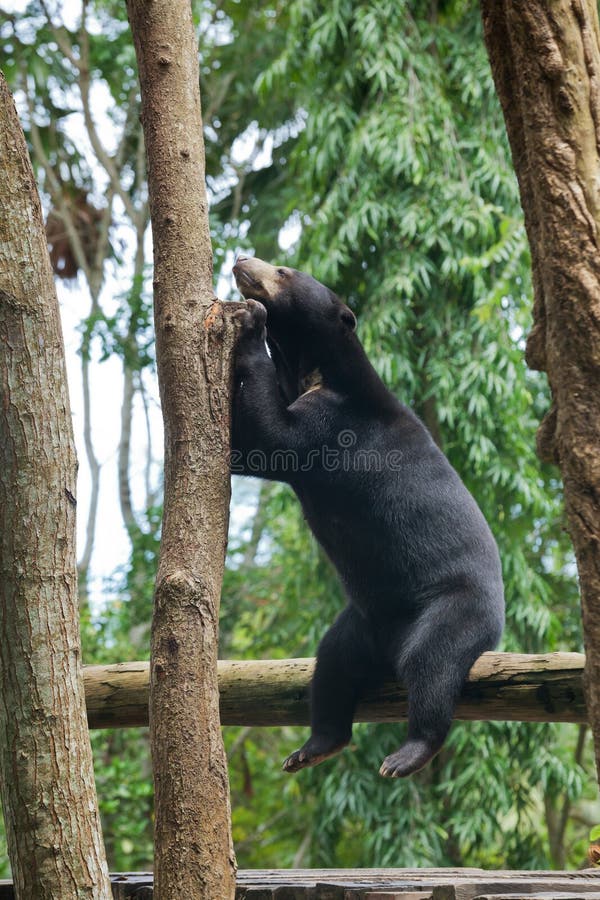 One Black Grizzly Bear Sitting on a Tree in Forest Stock Photo - Image ...
