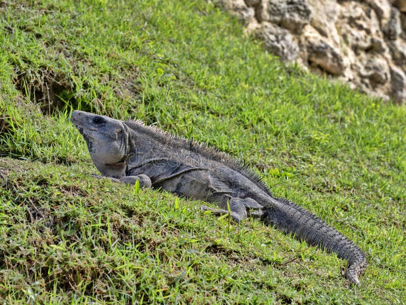 253 Belize Lizard Stock Photos - Free & Royalty-Free Stock Photos from ...