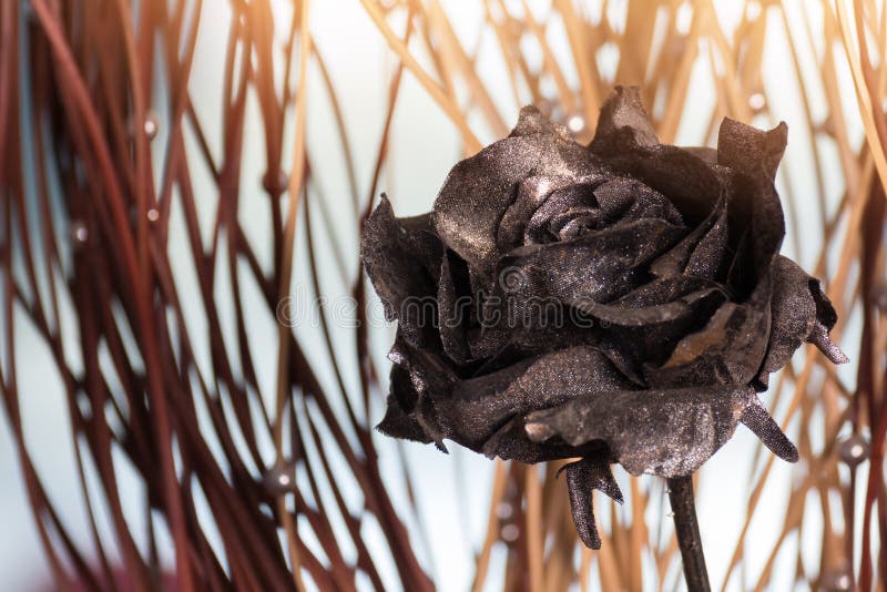 One black rose flower. stock image. Image of dark, beautiful - 93006689