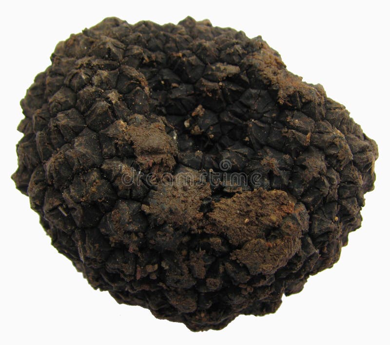 Black Truffles-Tuber Aestivum Stock Photo - Image of organic, valentine ...
