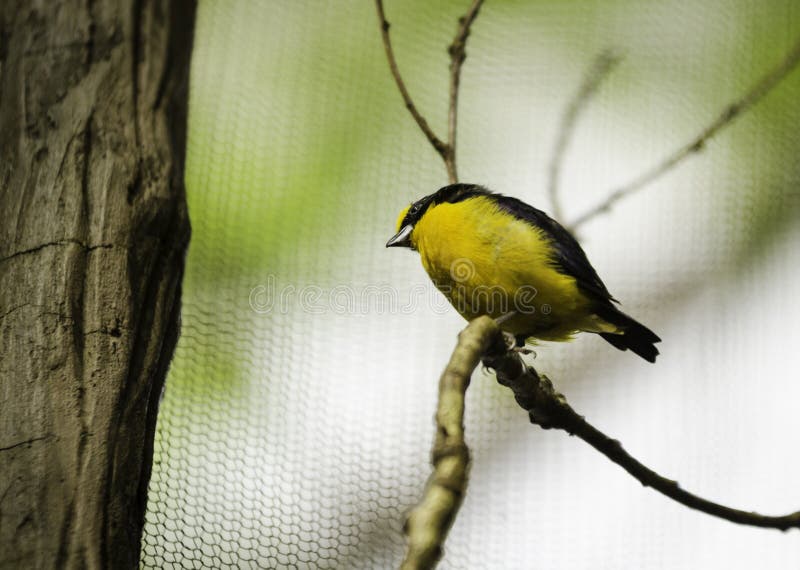 One Black and Yellow Exotic Bird Stock Image - Image of breeding ...