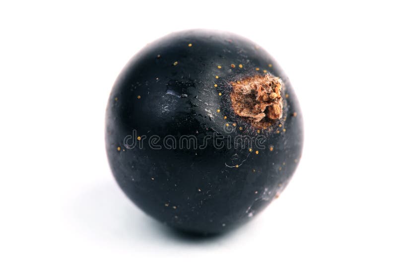 One blackberry stock photo. Image of group, freshness - 2722478