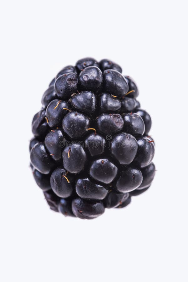 One Blackberry FruitFruit stock image. Image of freshness - 61783313