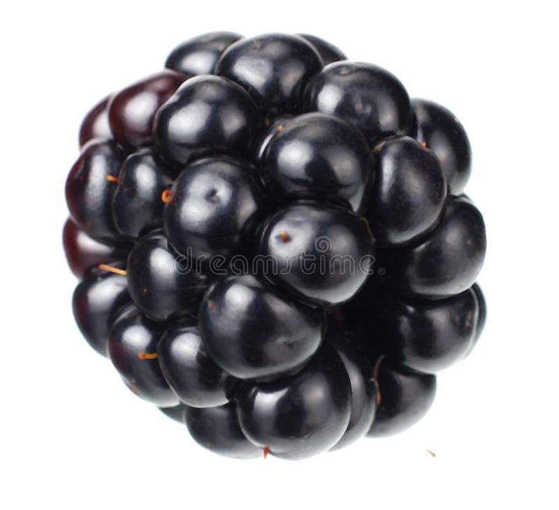 One Blackberry Isolated on White Background. Macro Stock Image - Image ...