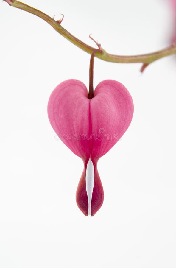 One Bleeding heart flower stock image. Image of pink - 71691341