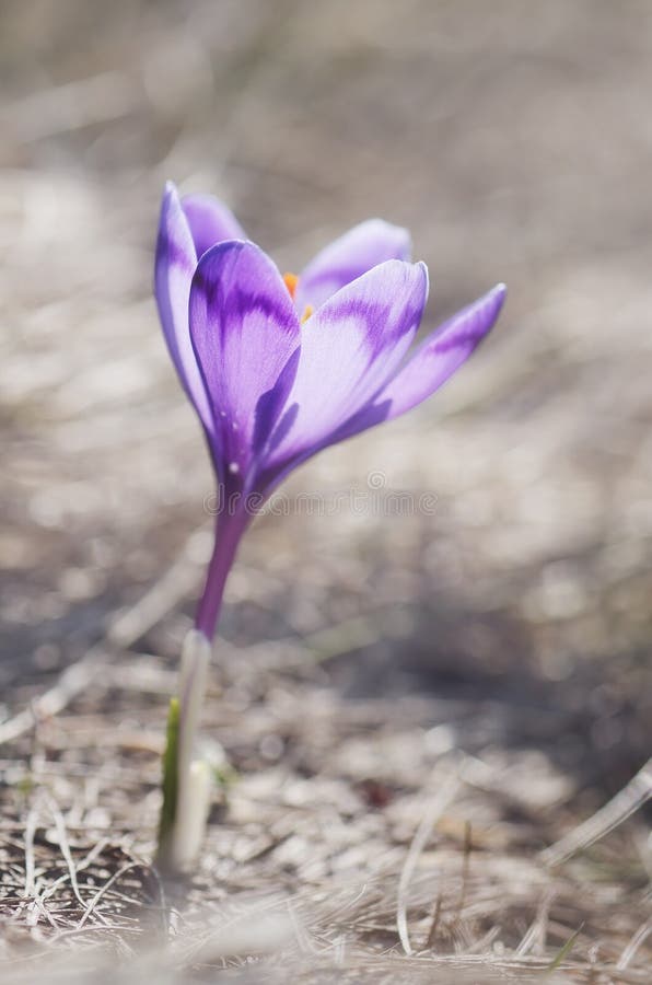 One blooming crocus stock photo. Image of beauty, closeup - 39014094