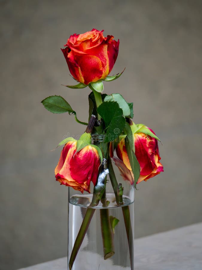One Blooming Rose and Two Listless Roses Stock Image - Image of color ...