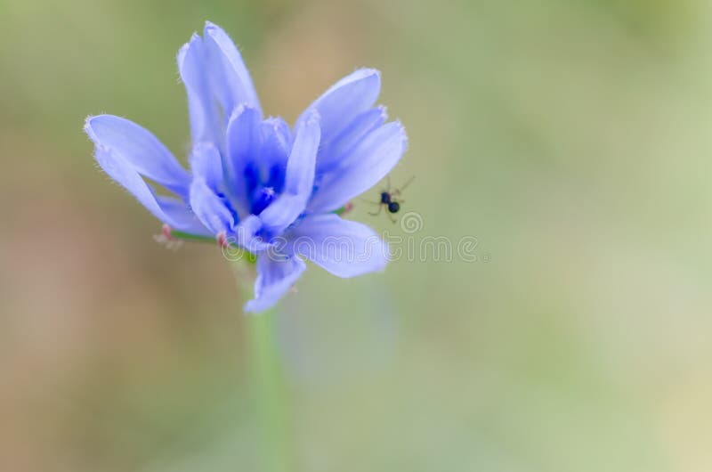 Single Blue Blooming Young Bud with Small Spider Insect and a Nice ...