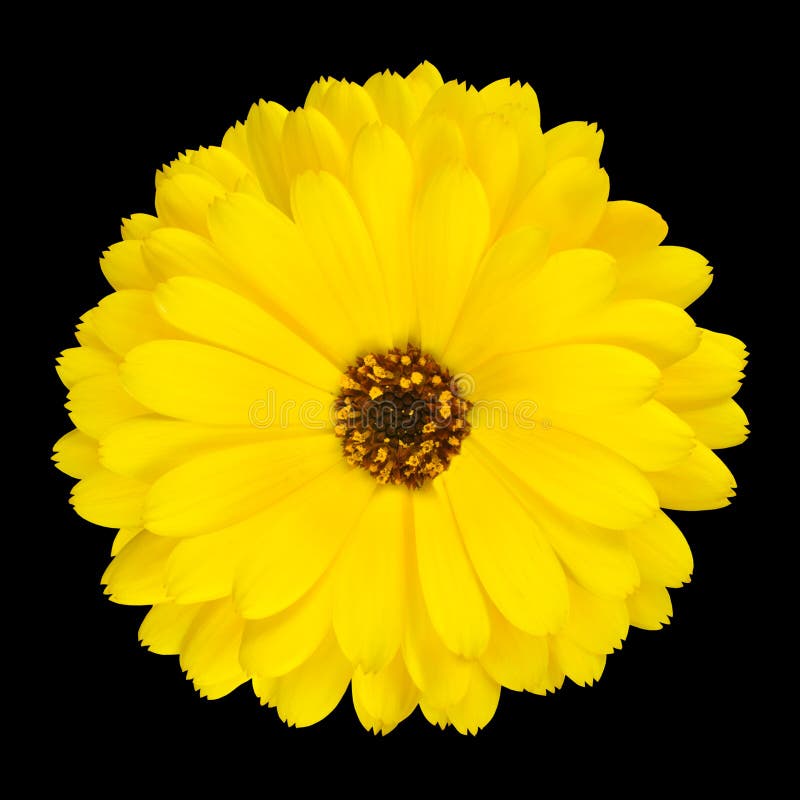 One Blossoming Yellow Pot Marigold Flower Isolated Stock Photo - Image ...